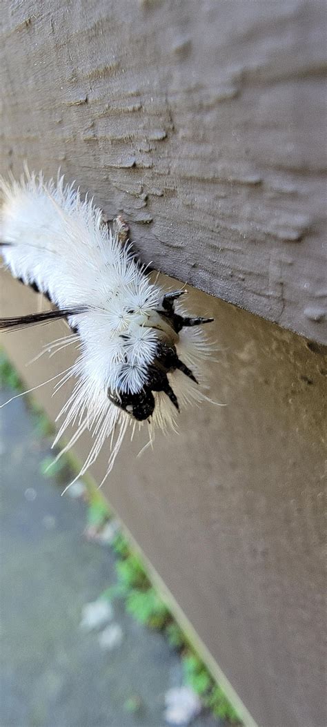 Fuzzy Guy R Whatsthisbug