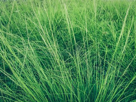 Nature View Of Lush Green Grass For Background And Wallpaper Natural