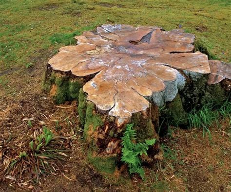 Stump Removal Aussie Tree Lopping Ipswich