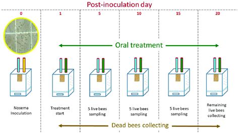 Experimental Procedure In This Bioassay Cage Study A Group Of Newly