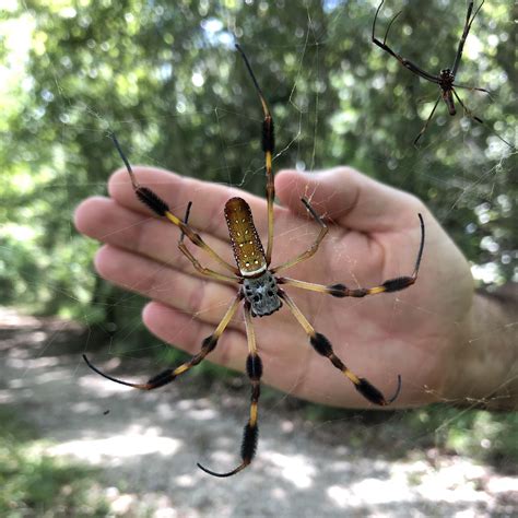 Giant Golden Silk Spider Rspiderbro