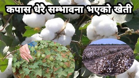 कपास खेतीबाट पनि राम्रो पैसा कमाउन सकिन्छ । तर गर्ने मान्छे भएन । Youtube