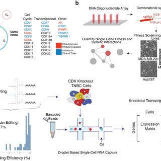 Systematic Mapping Of CDK Gene Function In Triple Negative Breast Download Scientific Diagram