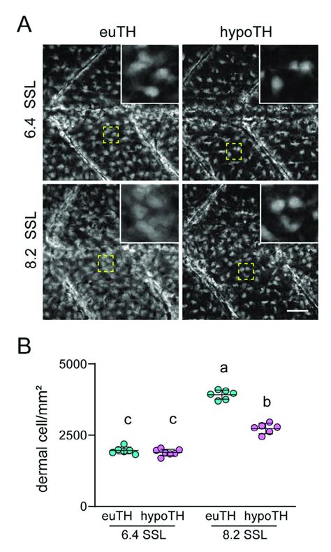 Th Regulates Densification Of The Primary Hypodermis A Primary