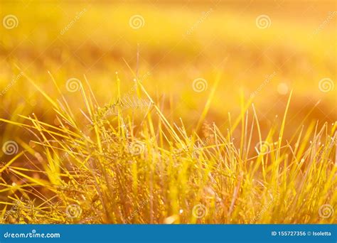 Fresh Grass With Dew Drops In The Sunset Golden Soft Sunshine Summer