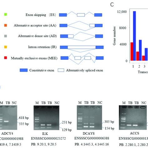 Identification Of Alternative Splicing As Events By Iso Seq Analysis Download Scientific