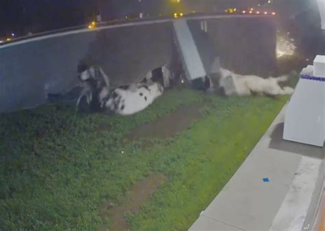 Cattle Truck Overturns On Corner Launching Cows Across Lot