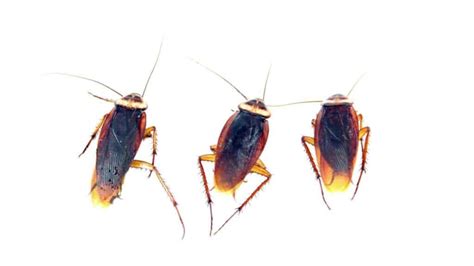 What Happens If You Step On A Cockroach Barefoot School Of Bugs