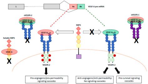 Cells Special Issue Receptor Tyrosine Kinases In Health And Disease