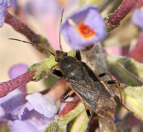 Dirt Colored Seed Bug Perigenes Constrictus BugGuide Net