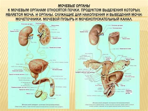 Мочевые органы мочевыделительной системы - online presentation