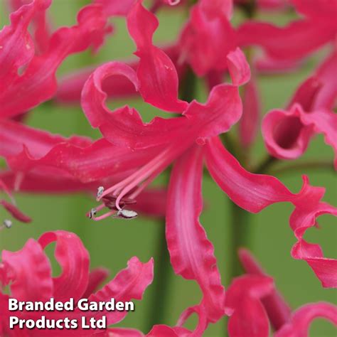 Nerine Bowdenii Mister John Dobies
