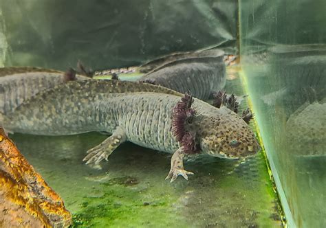 Ambystoma Mexicanum Axolotl Wild Type