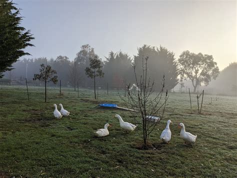 Poultry Welfare For Chick Hatching Programs — Pip Hatch Learn