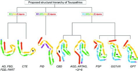 Proposed Classification Of Tauopathies Based On The Structural