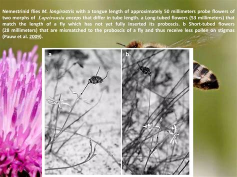 COEVOLUTION OF PLANT AND INSECT POLLINATORS | PPTX | Beekeeping | Hobbies & Interests