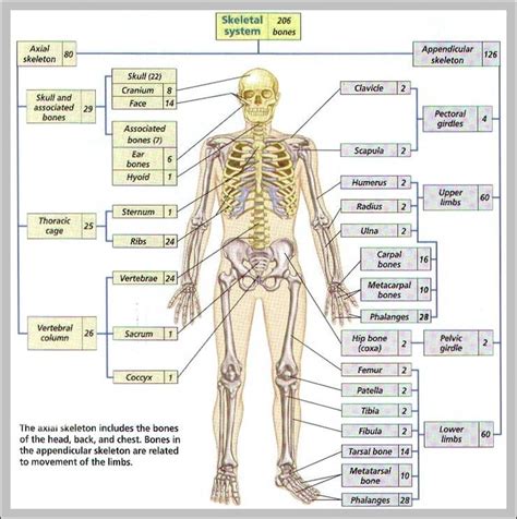 206 Bones Of The Body Diagram Anatomy System Human Body Anatomy Diagram And Chart Images