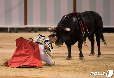 포토 소의 공격 피하는 스페인 투우사