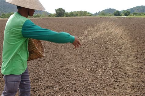 Seeds For Summer Planting