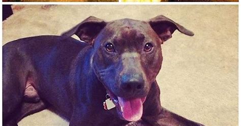 Pig Pen My Rescue Pit Bull Before And After One Year Later Imgur