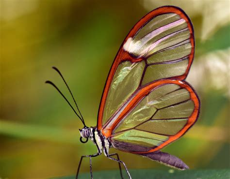 How The Glasswing Butterfly Grow Their Invisible Wings Key Biscayne