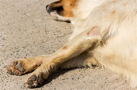 Hyperkeratosis Dog Paw All You Need To Know Petsmartgo