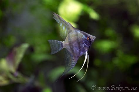 Pterophyllum Scalare Akvaristika I Teraristika