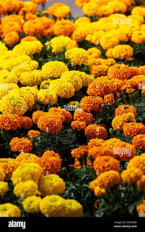 Bright Orange Cempasúchil Flowers Are Used In Mexicos Day Of The Dead