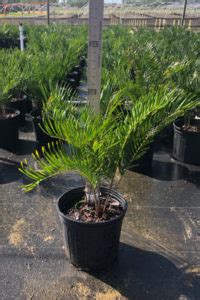 Coontie Palm Cherrylake