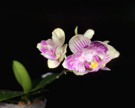 Phal Miki Lovely Girl Thedarkorchid