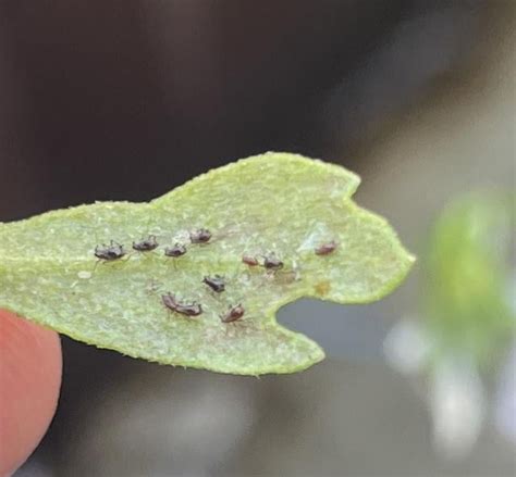 At Least 100 Little Black Bugs All Over My Mums About 2 3mm Southeast