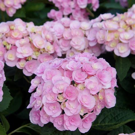 Hydrangea Macrophylla Love Spring Park Nursery