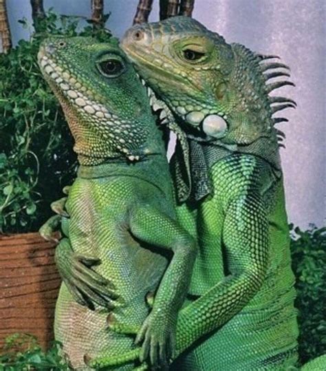 Iguanas Mating Blank Template Imgflip