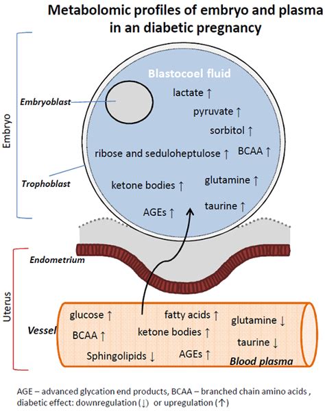 Metabolic Profiling In Blastocoel Fluid And Blood Plasma Of Diabetic