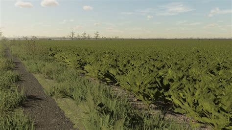 Sugar Beet Textures Fs22 Kingmods