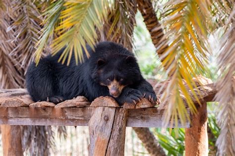 El Oso De Anteojos O Oso Andino Es Una Subespecie Que Vive En América