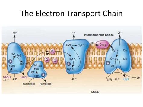 Ppt Microbial Metabolism Powerpoint Presentation Id3132207
