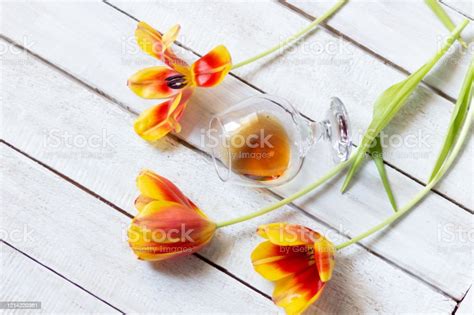 코냑 유리와 흰색 나무 배경에 노란색 튤립 꽃과 빨간색을 엽니 다 0명에 대한 스톡 사진 및 기타 이미지 0명 계절