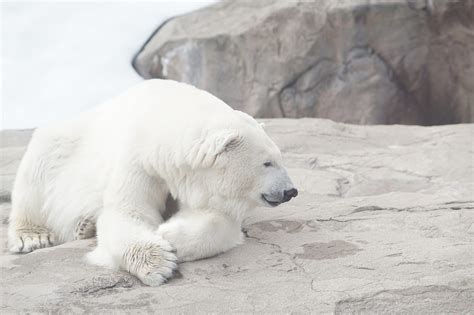 Mais De Fotos Gratuitas De Urso Peludo E Urso Pixabay