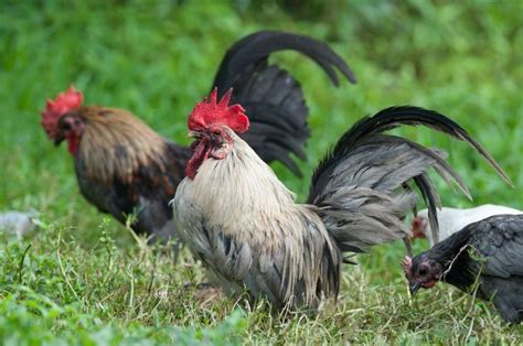 ¿los Gallos Tienen Pene ¿cómo Los Perdieron Criar Gallinas En Casa