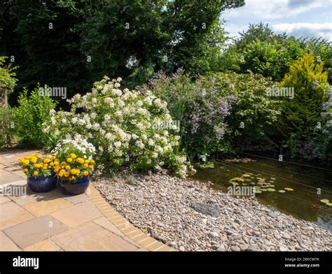 Hydrangea White Moth With Pots Of French Marigolds And Ceanothus Gloire