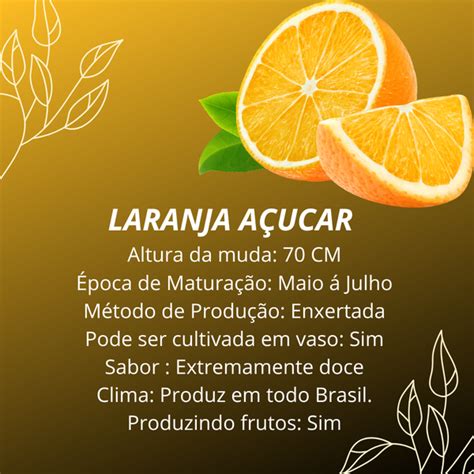 Kit Com 8 Mudas De Laranja Açucar Frete Grátis Para Sul E Sudeste