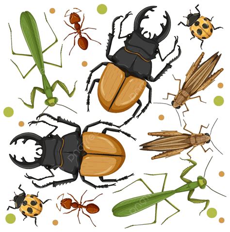 Set Of Different Insects On White Background Grasshopper Arrangement