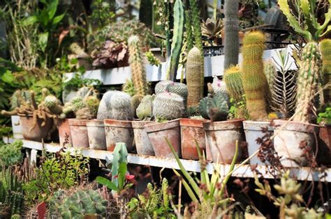 Coleção de cactos em vasos decoração de jardim vários tipos de belo