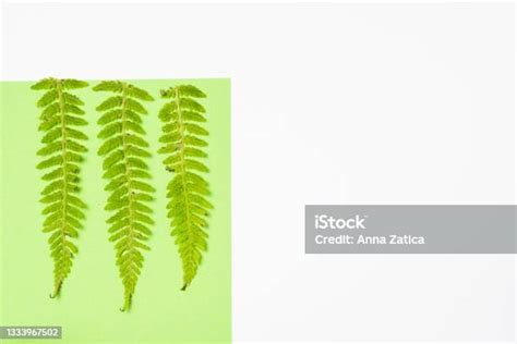 芸術的な自然の背景緑と白の背景に緑の葉 カラー画像のストックフォトや画像を多数ご用意 カラー画像 クローズアップ シダ Istock
