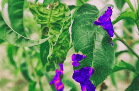 Ai Data Annotation Company In India Data Labeling Services Pixel Annotation Ai Data Annotation Company In India Data Labeling Services Pixel Annotation