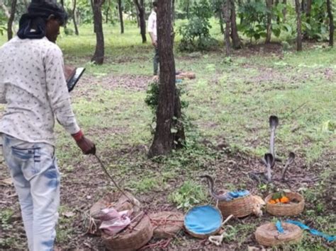 Forest Department Seized 27 Snakes From Snake Charmers In Sagar सागर