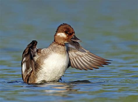 Bufflehead Duck 967 Indiana Photograph By Steve Gass Fine Art America