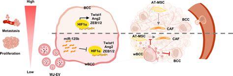 Wbcc Attenuated The Development And Metastasis Of Bcc The