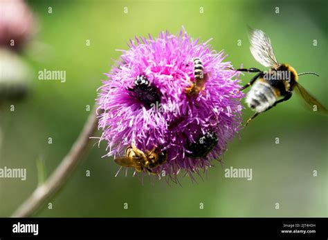 Bumblebee Bug Flying
